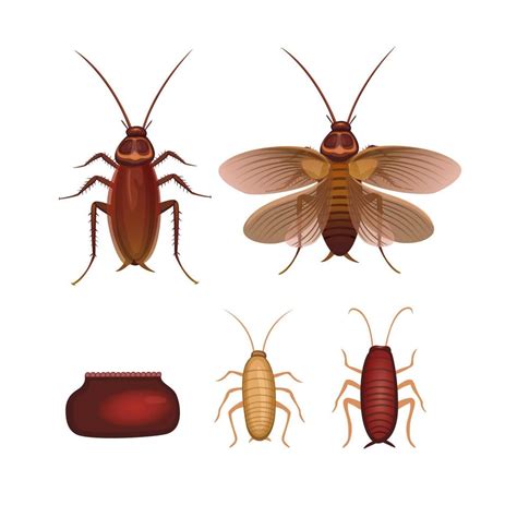 Cockroach Insect Animal Anatomy Character Set Illustration Vector
