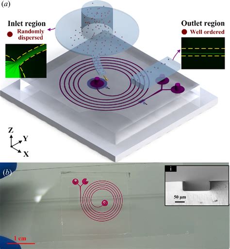 Figure 1 From High Throughput Inertial Particle Focusing In A Curved