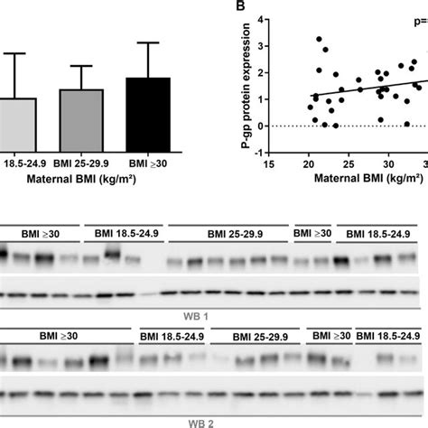 P Gp Protein Expression And Maternal Bmi In Placental Tissue A P Gp