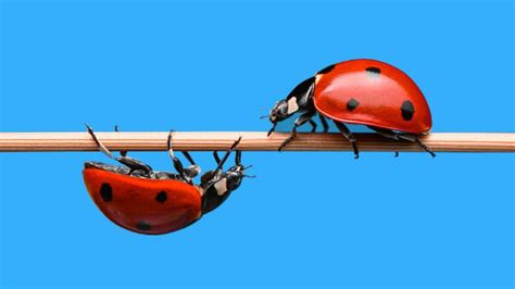 Jeril George On Linkedin Why Conflicting Ideas Can Make Your Strategy Stronger