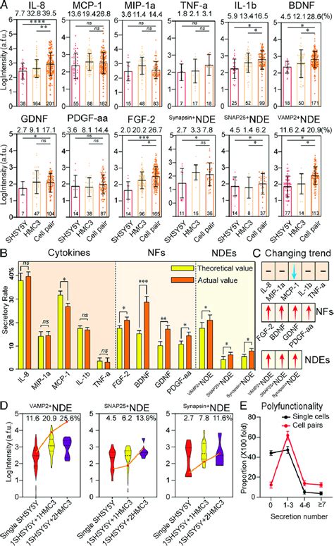 Analysis Of Intercellular Interaction Between Paired Neuron Microglia Download Scientific