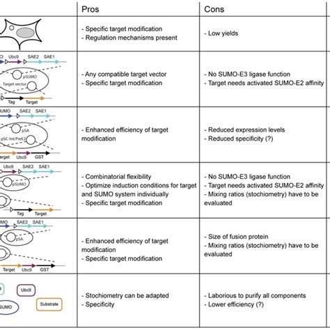 Overview On Our Newly Introduced Sumoylation Systems Indicating