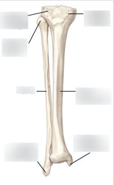 Lab 4 Tibia Fibula Diagram Quizlet