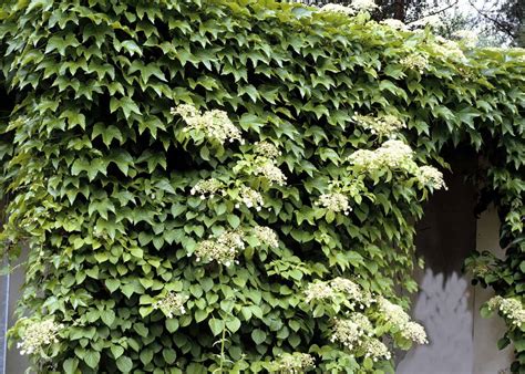 Climbing Hydrangea Care 🍃 🌼 A Guide To Flourishing Vines