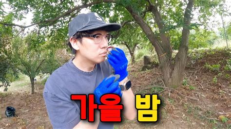 농장에서 밤 따기ㅣ🇰🇷 한국 Youtube