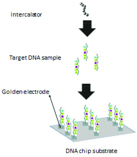 Detection Principle Of The Electrochemical Dna Chip Dna Probes With