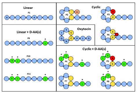 Schematic Structures Of Oxytocin And 11 Oxytocin Based Peptides Native Download Scientific