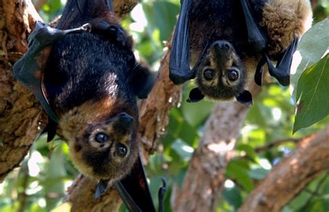 Critter Corner Spectacled Flying Fox Rainforest Rescue News