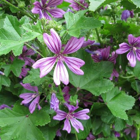¿qué Secretos Oculta La Malva Flor Real Entera Malva Sylvestris