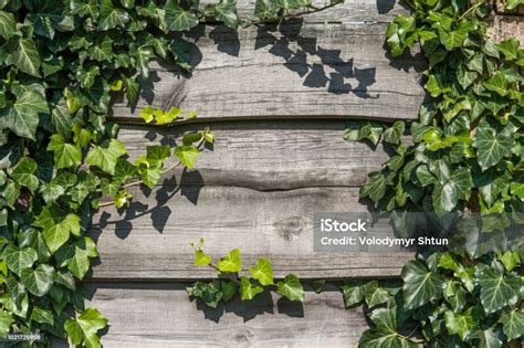 녹색 나무 가로 식물 태양 빛에 있는 식물의 잎 텍스트 또는 이미지에 대 한 공간을 복사 합니다 자연 배경 텍스처입니다 비웃는 다 0명에 대한 스톡 사진 및 기타 이미지