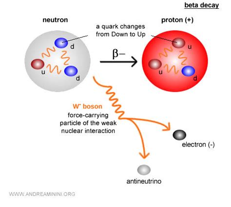 Beta Decay In Simple Terms Andrea Minini