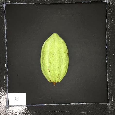 Uf 18 Cacao Maturity Detection Object Detection Dataset V1 2023 04 28