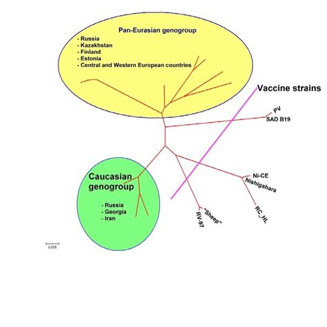 Minimum Evolution Phylogenetic Tree Phylogenetic Relations Of The Two