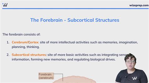 The Forebrain Subcortical Structures Wize University Psychology Textbook Wizeprep