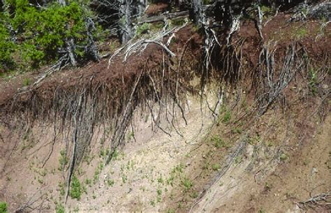 Juniper Roots Low Angle View Of A Juniper Tree Trunk Shows Root