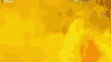 Yellow Color S Tenor