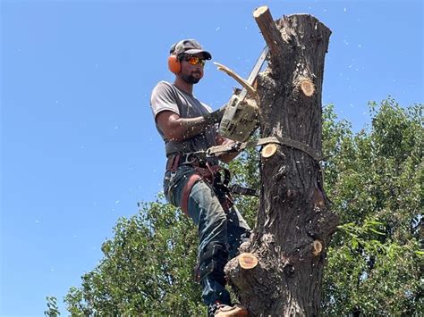 Tree Removal Clinton OK Free Estimates Holman Tree Service