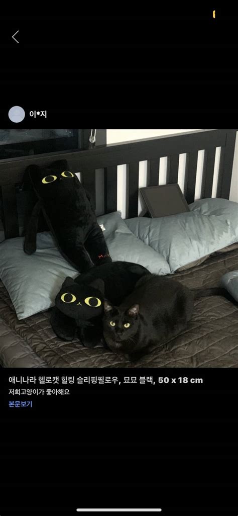 [잡담] 고양이 바디필로우 후기 봨ㅋㅋㅋㅋㅋㅋㅋㅋㅋ 인스티즈 Instiz 일상 카테고리