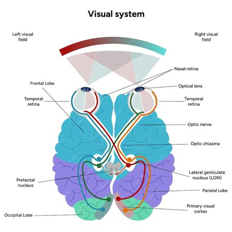 Premium Vector Brain Anatomy Areas Parts Functions Colorful Section