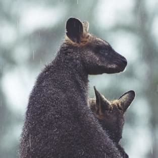 Pappi Kappi Kangaroo Sex Music Lyrics Genius Lyrics