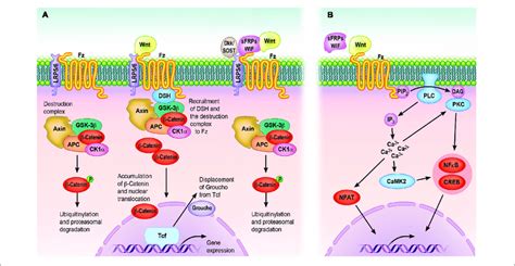 The Wnt Signaling Cascades A The Canonical Wnt Signaling Cascade Download Scientific