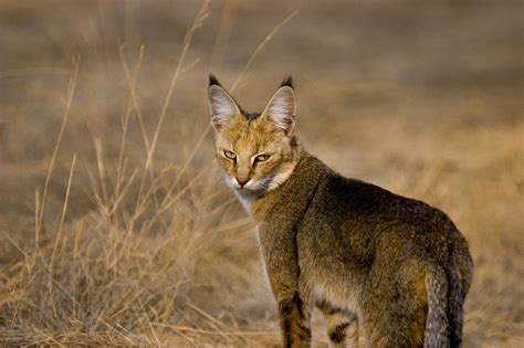 Jungle Cat Felis Chaus Chasing Wildlife