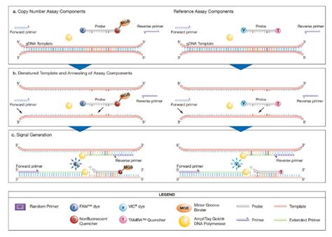 How Taqman Assays Work Thermo Fisher Scientific Us