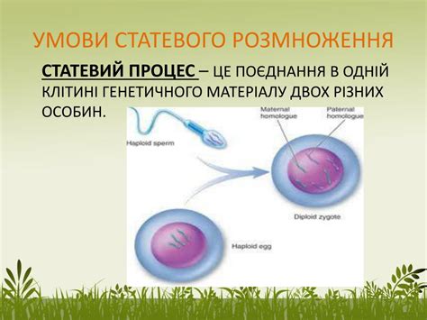 Ppt Статеве розмноження організмів Будова й утворення статевих клітин урок №2 Powerpoint