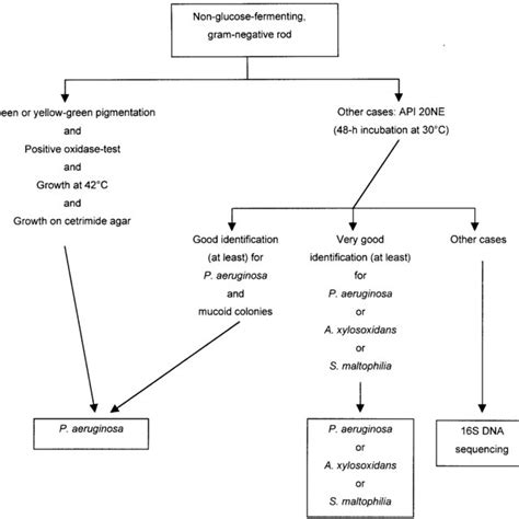 Identification And Review Of Bacteria Pseudomonas Aeruginosa Free Essay Example