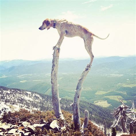 Tree Walker Myconfinedspace