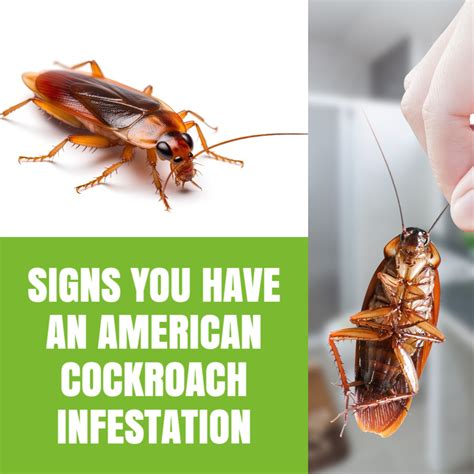Signs Of American Cockroach Infestations In Your Home Versa Tech Pm