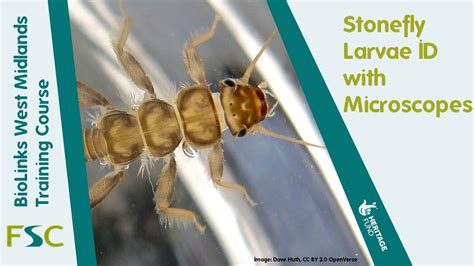 Stonefly Larvae Identification Jake M Hutton On X Some Plecoptera