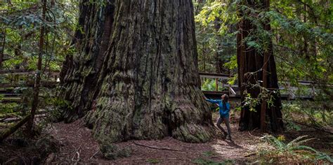 Tree Function Lab Archives Save The Redwoods League