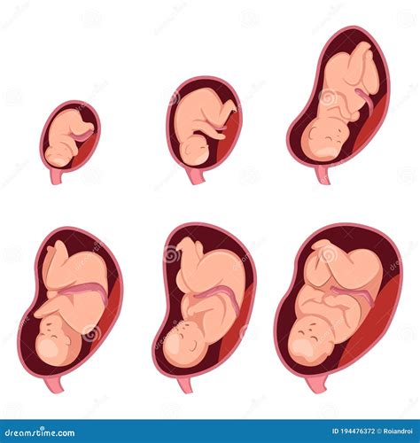 Embryo Development Human Fetus Growth Stages Of Pregnancy Vector