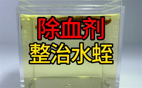 用除血剂给吸血水蛭洗洗肠道 徐公实验室A 徐公实验室A 哔哩哔哩视频