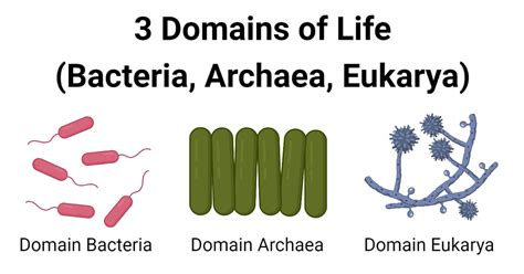 Archaea Bacteria Difference Between Bacteria And Archaea Compare The