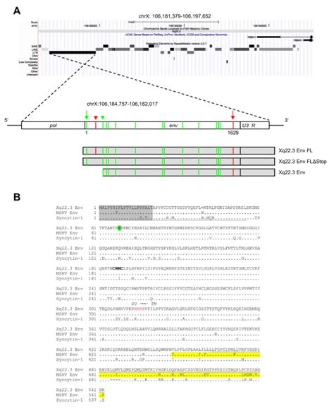 Structure Of The Xq22 3 Herv W Locus A Organization Of The Herv W