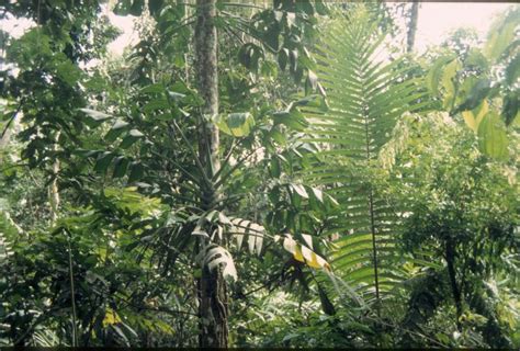 Microclimate Microenvironment Plant Biodiversity Ecosystems