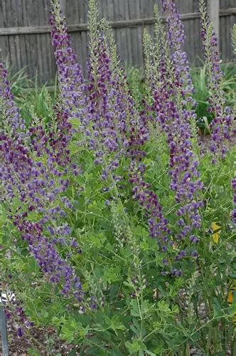 Baptisia Midnight Prairieblues™ Pp20432 Baptisia Midnight