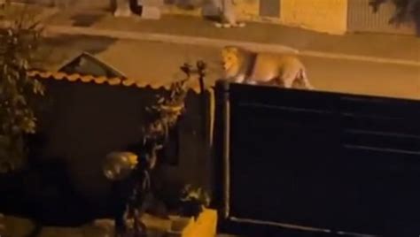 Itali Arratisja E Luanit Nga Cirku Terrorizon Banorët Kafsha E Egër U