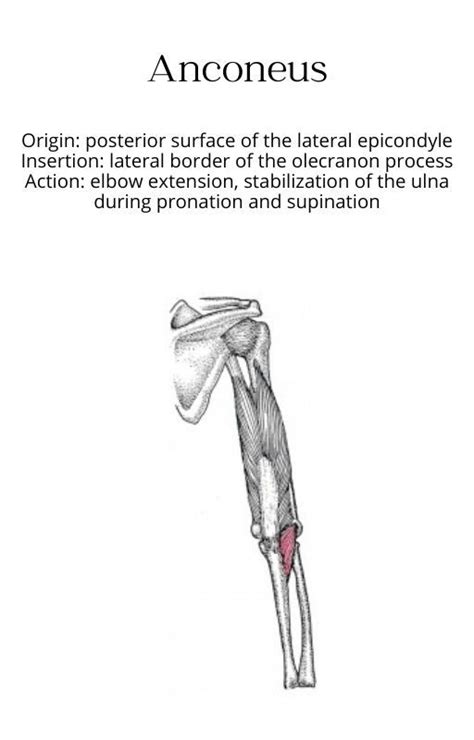 Anconeus Muscle Chart Anatomy Physiology Artofit