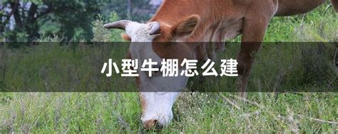 小型牛棚怎么建 如意谷