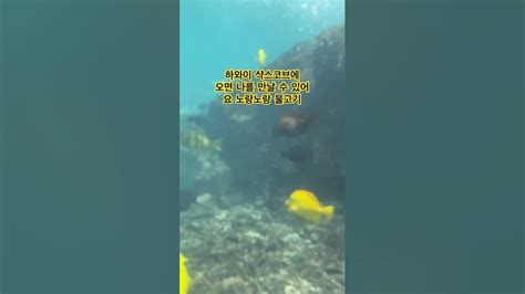 하와이여행하와이브이로그해외가족여행지스노쿨링 Youtube