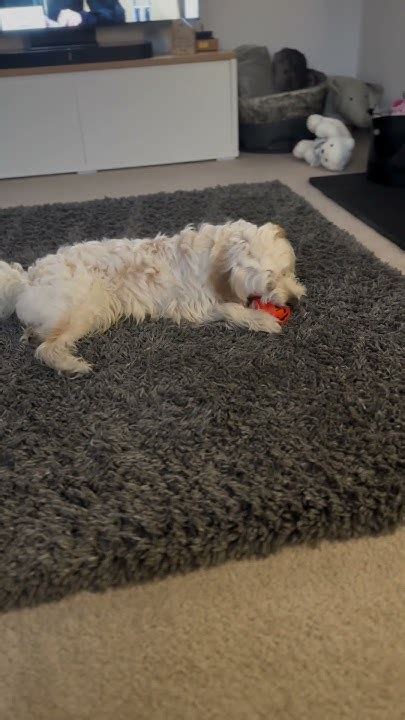 Milo The Cavapoochon New Toy Day Cavapoochon Funnyanimals Puppy