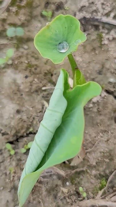 아침이슬이 아닌 빗물을 머금고 있는 토란잎의 자태는 감탄사가 저절로~🤭😍💕 Youtube