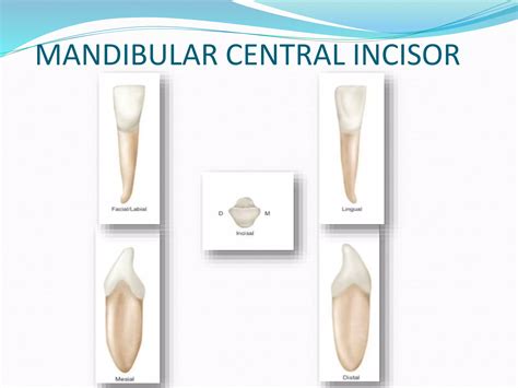 Permanent Mandibular Central Incisor Pptx