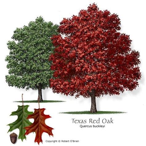 Arbor Life A Good Tree To Plant Texas Red Oak
