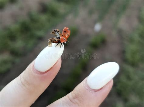 Close Up Of A Ladybug Spreading Its Wings For Flight On A Womanand X27 S Hand With White Skin And