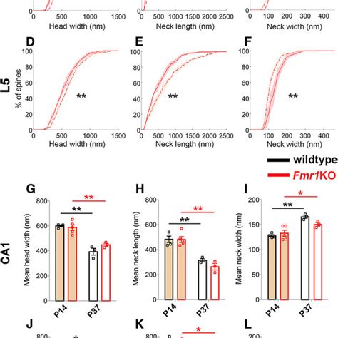 The Developmental Trajectory Of Spine Morphogenesis Is Essentially Download Scientific Diagram