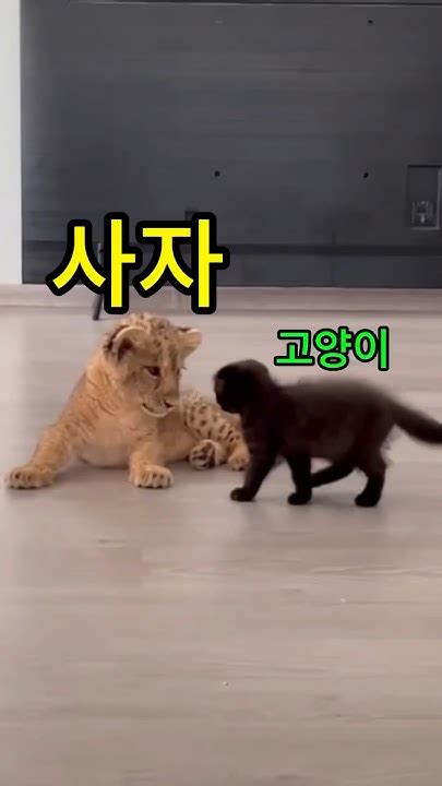 겁도없이 고양이가 사자에게 덤비다가ㄷㄷ Youtube